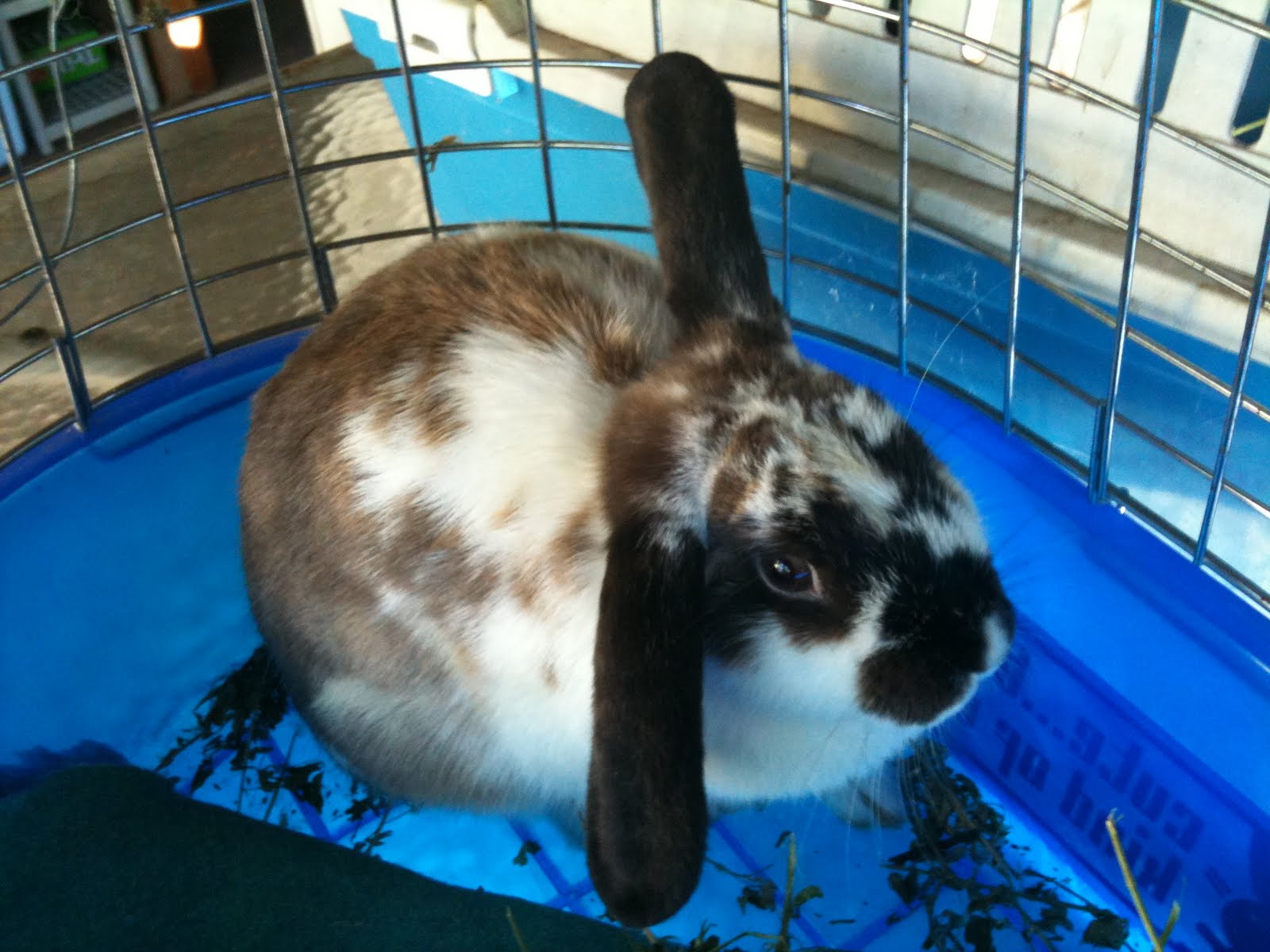 Rabbit Rescue Sanctuary: 4 Sydney homeless rabbits made it to the ...